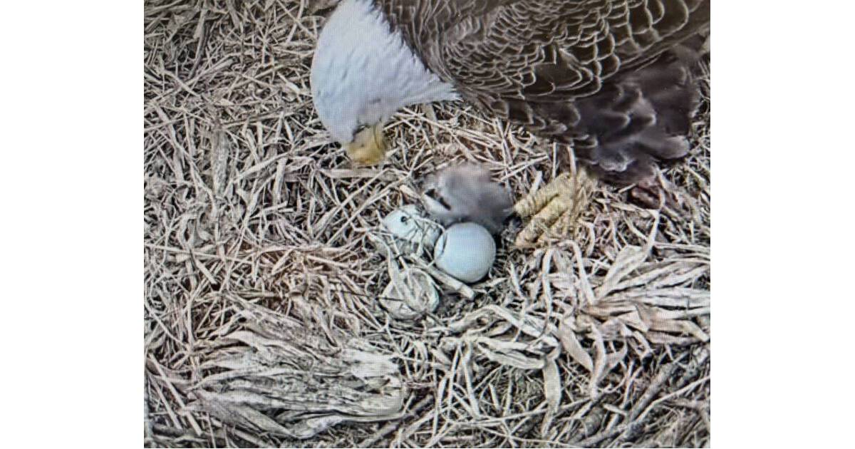 Early Bird Special at Duke Farms: First Eagle Chick of 2025 Hatches | Hillsborough, NJ News ...