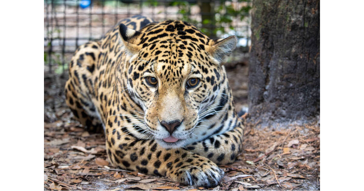 Lua the Jaguar Begins New Chapter at Brevard Zoo in Melbourne | Melbourne/Melbourne Beach, FL ...