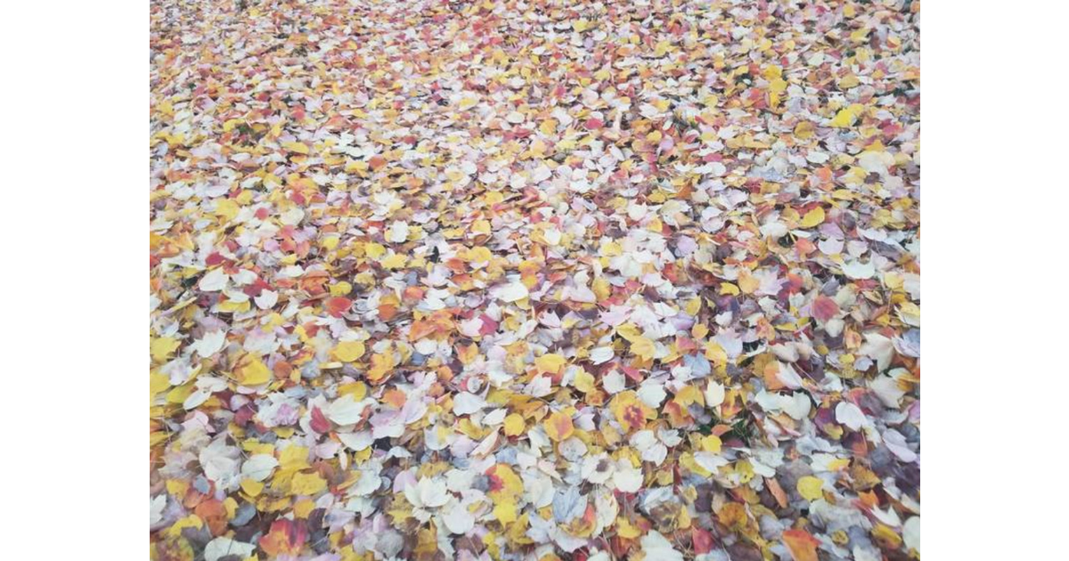 Livingston's 2023 Leaf Collection Program Begins Oct. 30 | Livingston, NJ News TAPinto