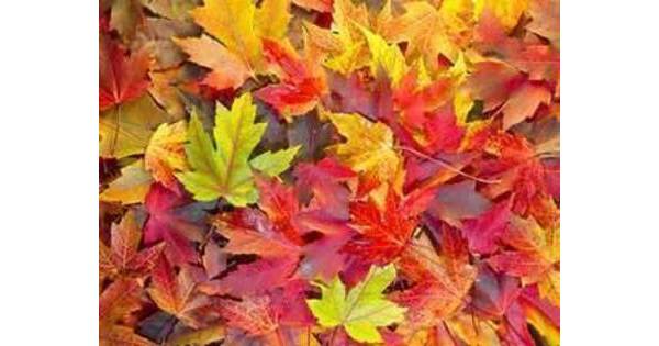 2024 West Orange Fall Leaf Collection Rules & Schedule | West Orange, NJ News TAPinto | TAPinto