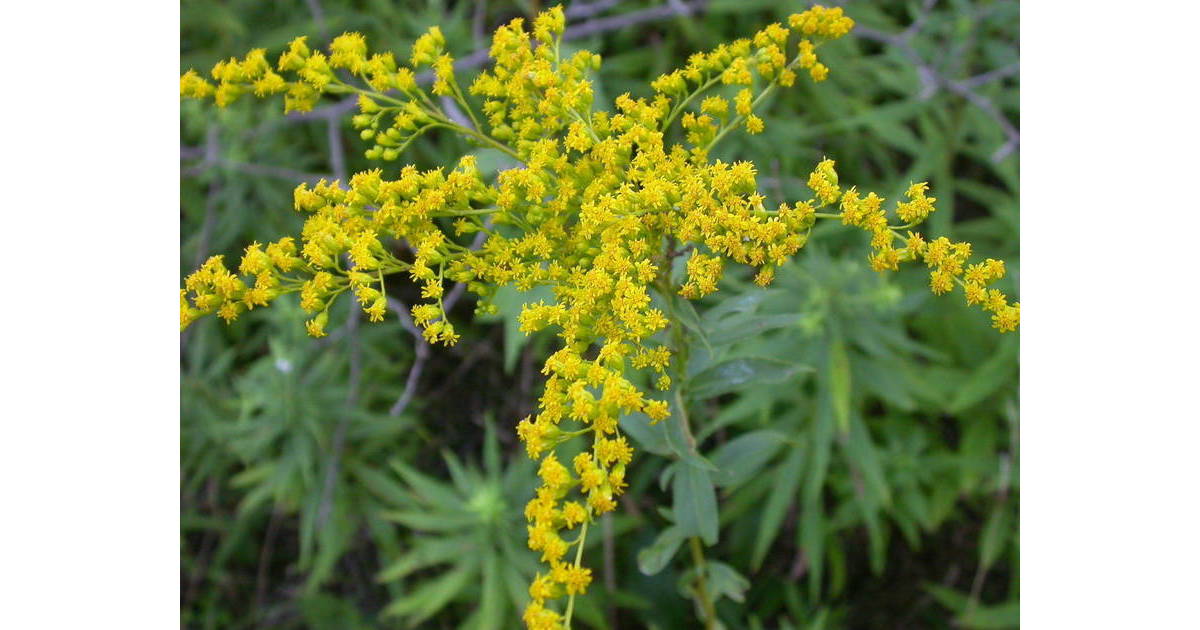 Rutgers Predicts Record Ragweed Season | East Orange/Orange, NJ News TAPinto