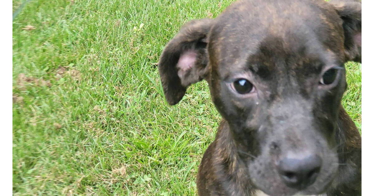 Adoptions of a Different Kind: Roxbury’s Heather Darling Steps Up for ...