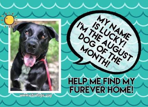 Lucky is the August Dog of the Month | Madison, NJ News TAPinto