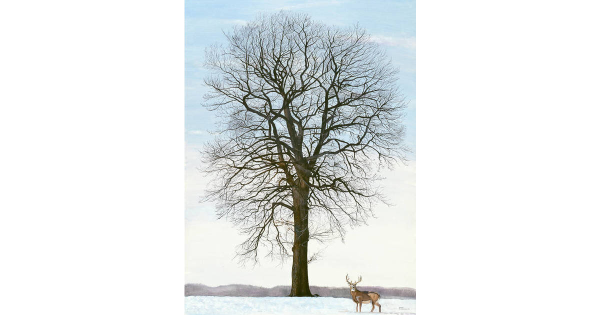 Princeton's Weekend Update: Time to Get a Tree? Or Time to Save a Tree ...