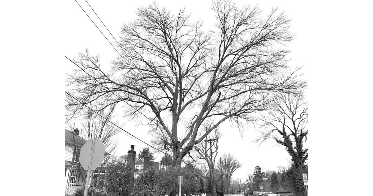 Can Princeton See Its Forest for the Trees? | Princeton, NJ News TAPinto