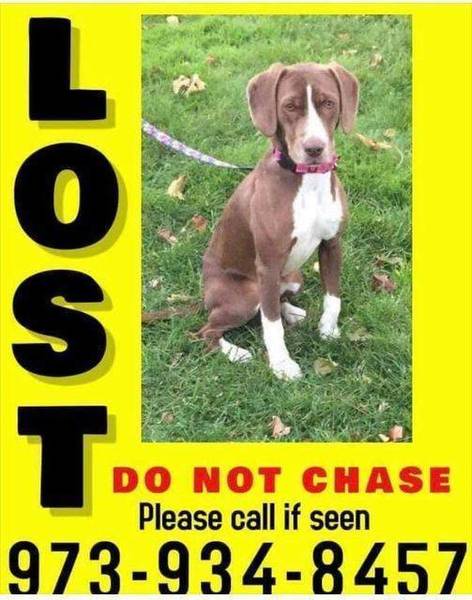 Lost Dog; Last Seen in Madison | Morristown, NJ News TAPinto