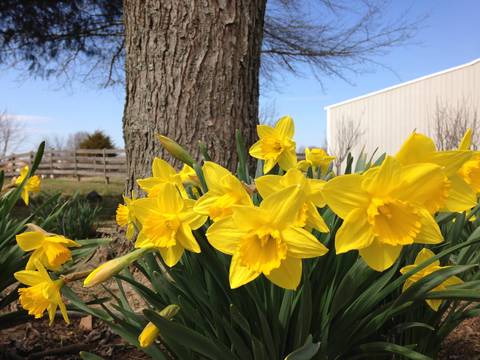 Daffodil Bulb Party at Macculloch Hall Historical Museum | News TAPinto