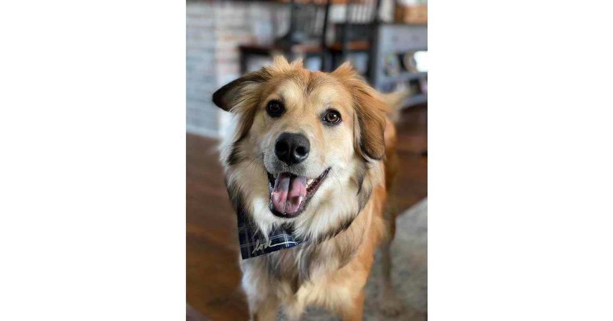 Celebrating Clark's Cute Canines - August 26 is for the Dogs | Clark ...