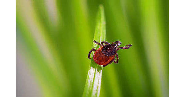 What Your Need to Know About Tick Bites from Atlantic Health System ...
