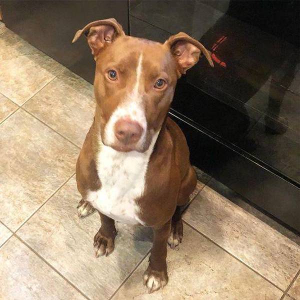 Meet Buddy, an adorable pittie mix with the most gorgeous eyes ...