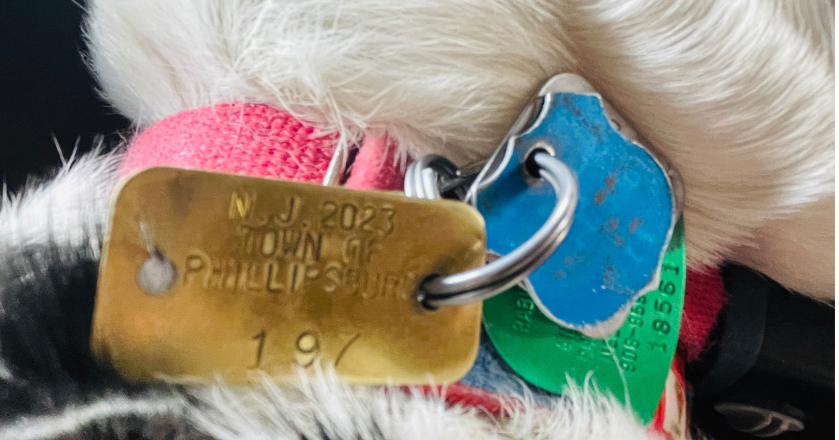 Is Your Dog or Cat Licensed? NJ State Law Requires It | Phillipsburg ...