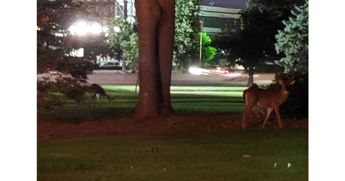 Stranger Things: Deer Jumps on Top of Car on Diamond Bridge Avenue ...