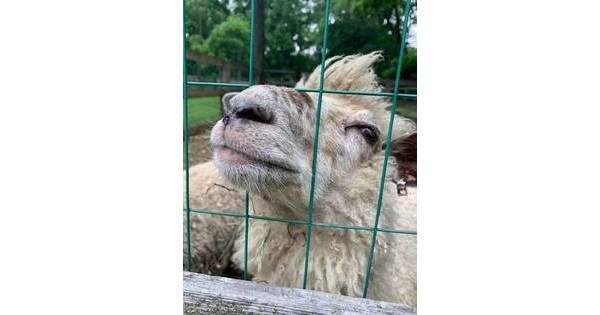 PAWS Farm Celebrates Successful "Peak at PAWS" Fundraiser, Open House ...