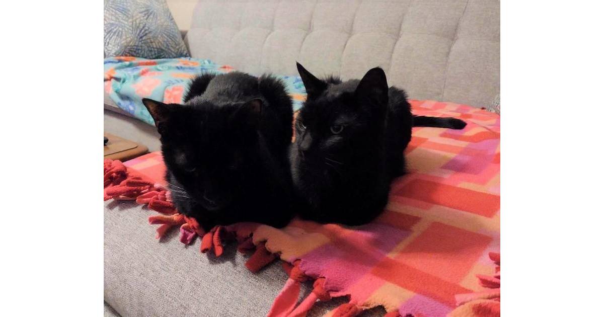  We Are Not Rounding Up Cats And Killing Them Says Mayor As Clark 