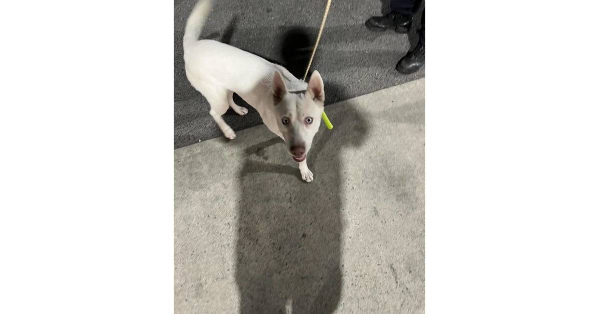 Lost Dog Held at Trumbull Street Firehouse | Elizabeth, NJ News TAPinto