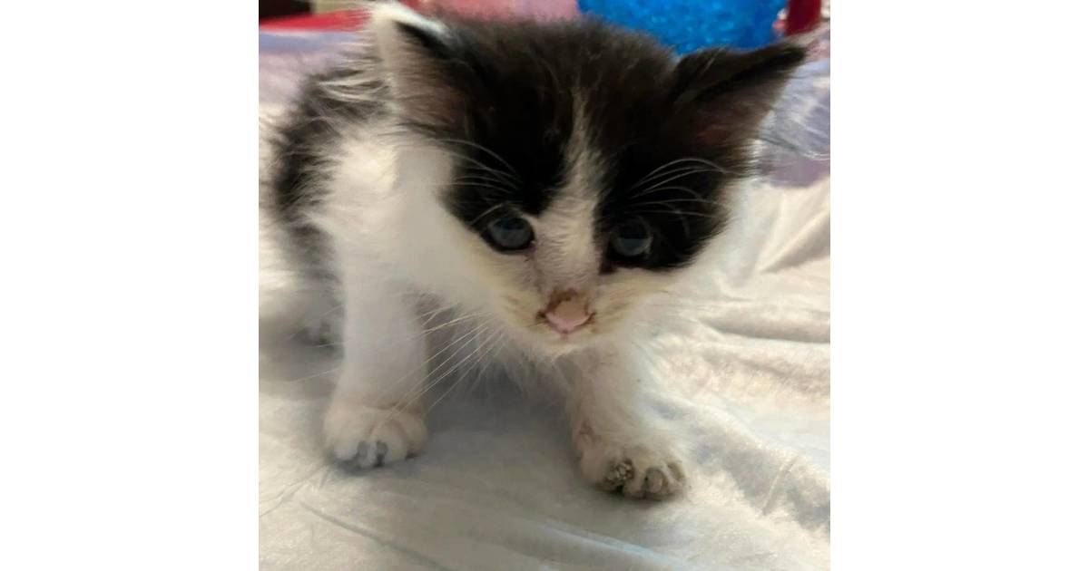 Bordentown City Cats' Kitties of the Week: Pip, Perry & Poe ...