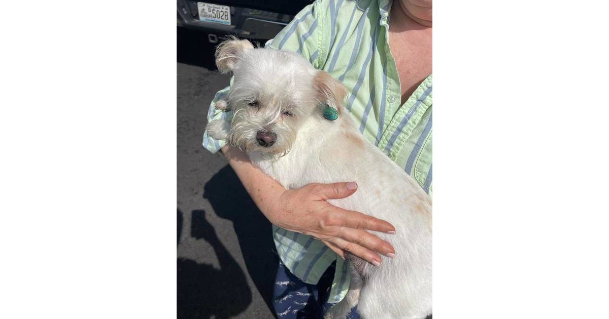 Lost Dog Found by Police in East Hanover | East Hanover/Florham Park ...