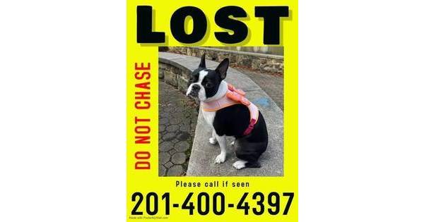 LOST DOG!!! Meep is Still Missing! $2,000 Reward Offered for her return ...