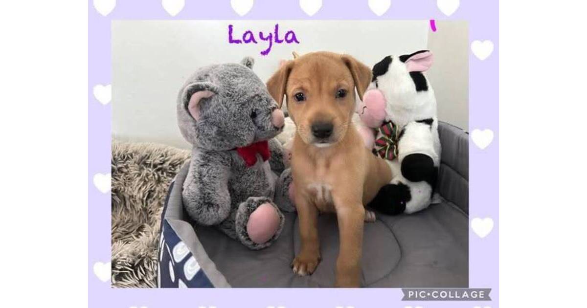 Elena, Layla and Lucas Are Looking for Their Forever Homes | Morristown ...