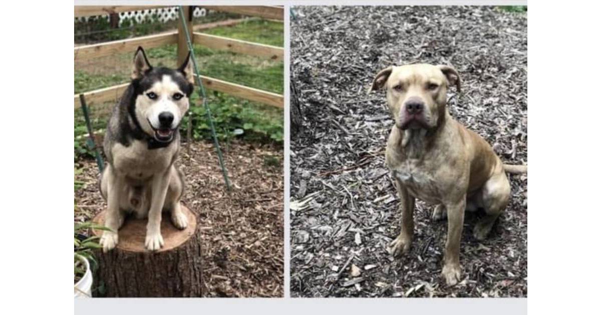 Missing from North Plainfield: Have You Seen Bender and Rex? | Warren ...