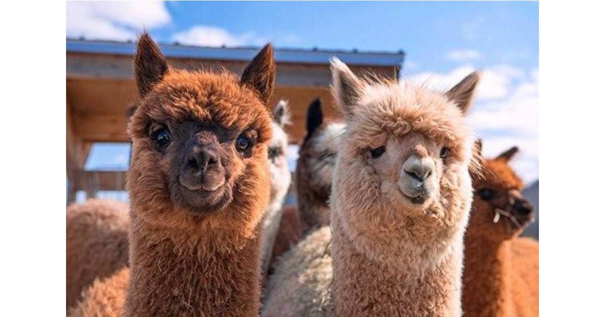 Meet the Alpacas at the Kenilworth Public Library | Kenilworth, NJ News ...