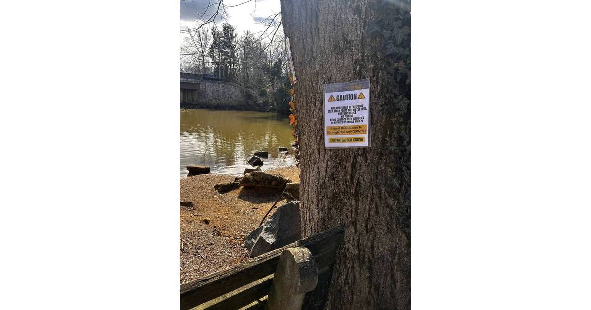 Several Dead Canadian Geese from Allentown Parks Test Positive for Bird ...