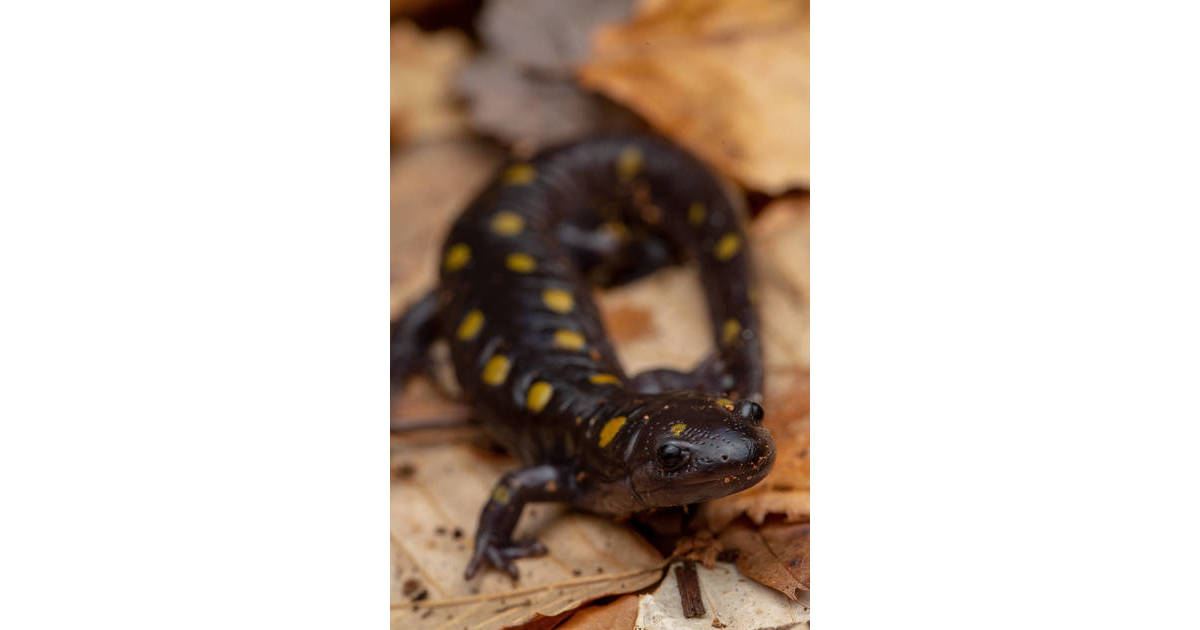 Hillsborough: Crossing Guards Deployed to Protect Spotted Salamanders ...