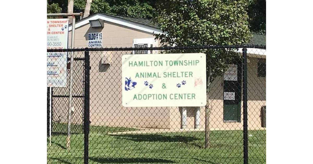 Hamilton Animal Shelter Waving Fees on National Pet Adoption Day ...