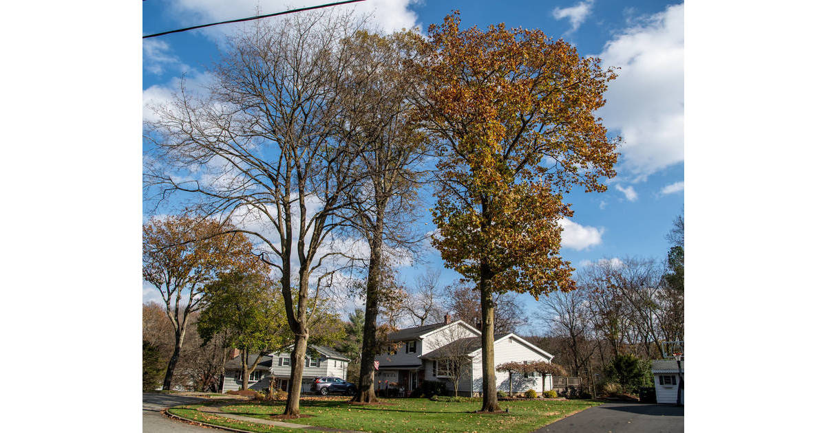 Insect Infestation Dooming All Ash Trees in Wayne | Wayne, NJ News TAPinto