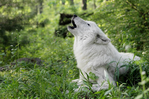 Memorial Tribute Planned for Atka, Wolf Conservation Center Ambassador ...