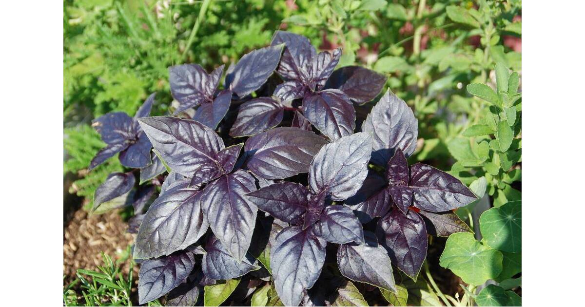 Growing Basil | South Plainfield, NJ News TAPinto | TAPinto