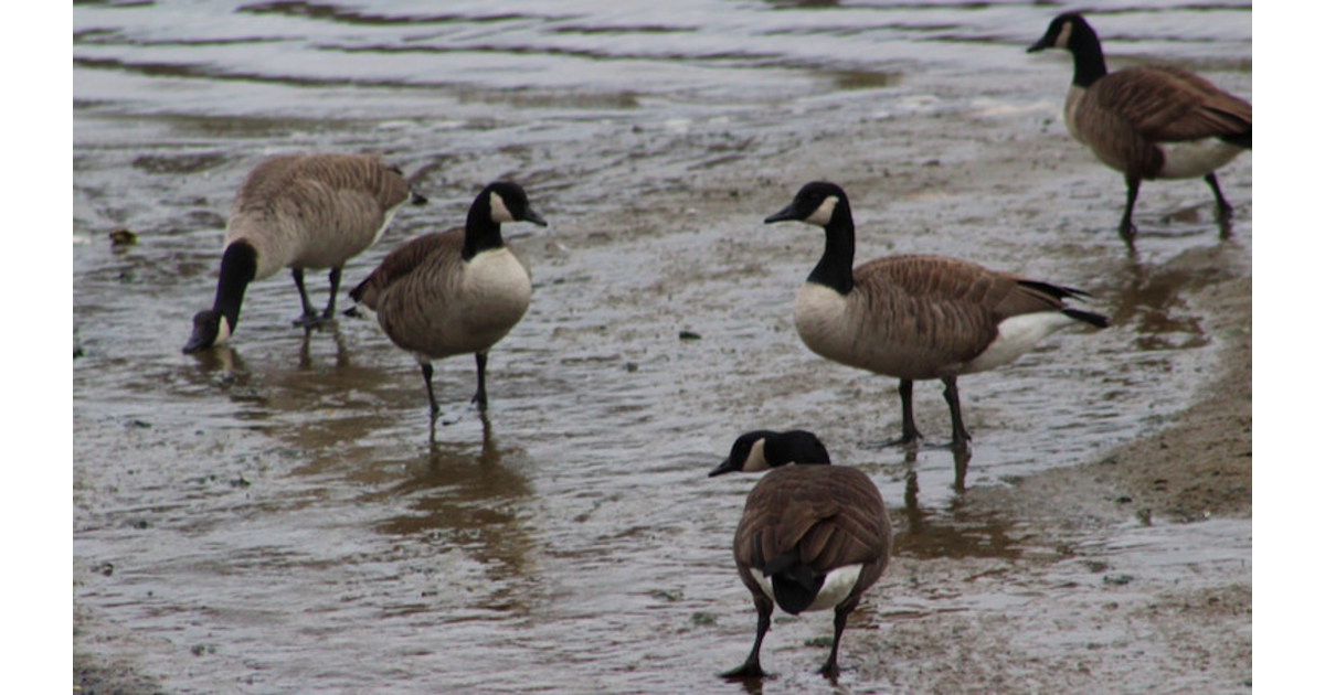 West Orange Town Council Discusses Hiring a More Humane Geese Control ...