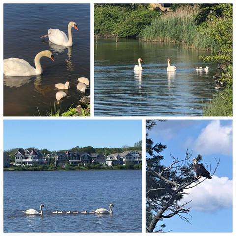 VIDEO UPDATE: The Tale of Two Lakes for a Family of Swans | Belmar/Lake ...