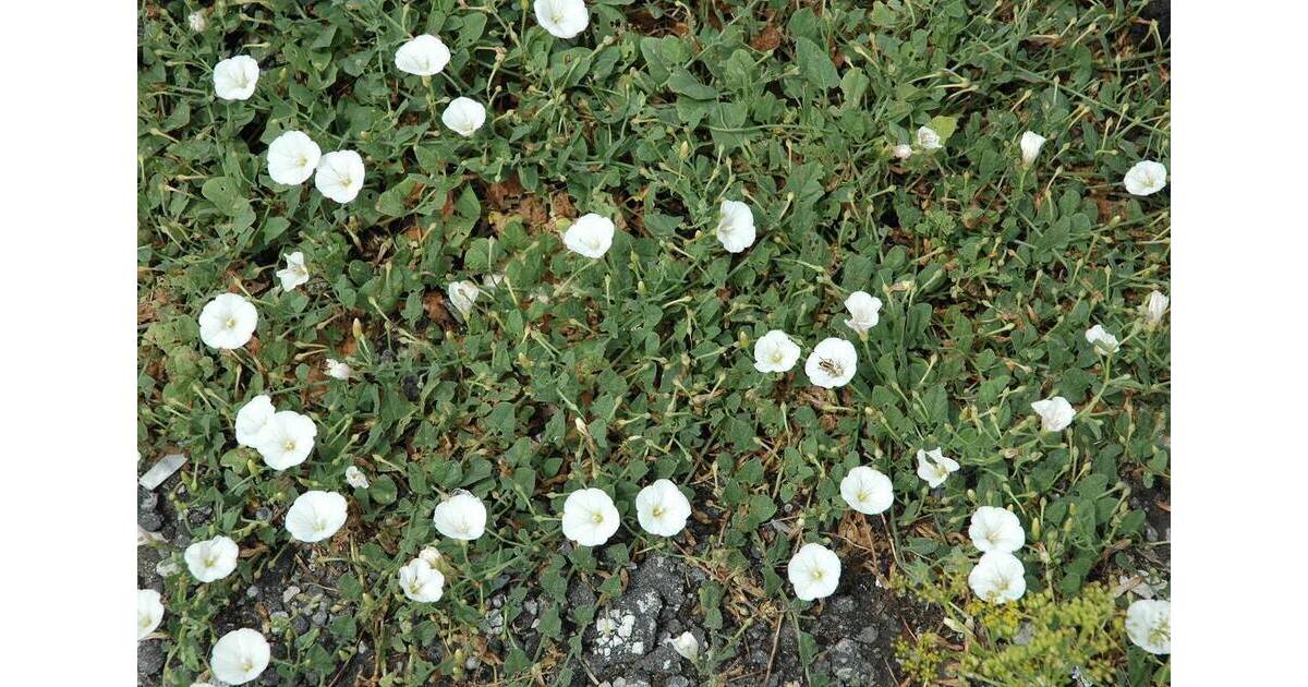 Managing Field Bindweed | South Plainfield, NJ News TAPinto | TAPinto