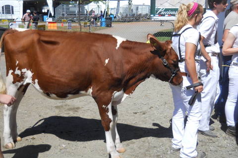 Many Dairy Show Winners at Hunterdon County 4-H and Ag Fair ...