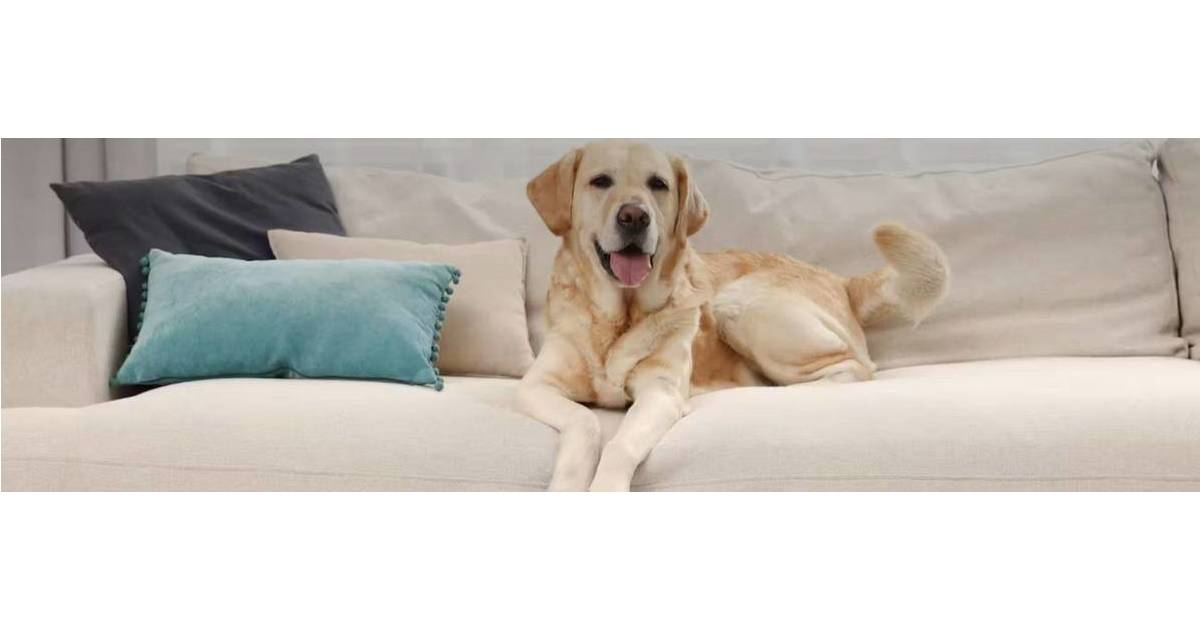 Don’t Forget Fido! 5 Ways to Help Your Dog Feel at Home in a New House ...
