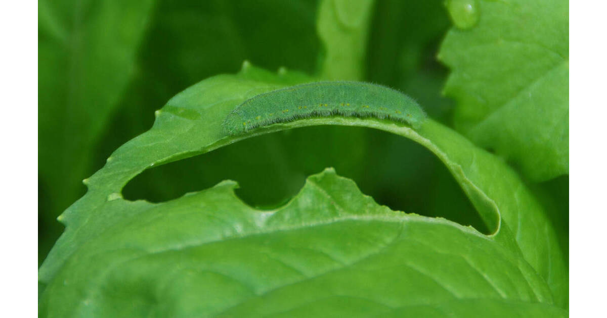 Organic Insect Pest Control in Vegetable and Flower Gardens | South ...