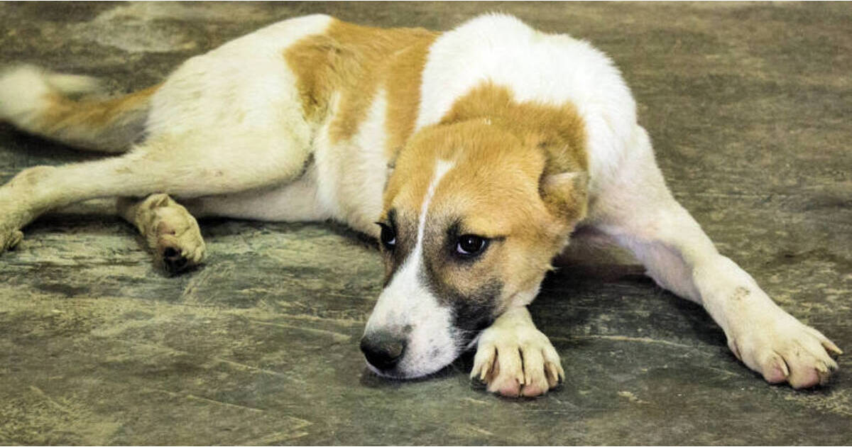 Thousands of Stray Animals Collected in Camden Mean a $1M Expense for ...