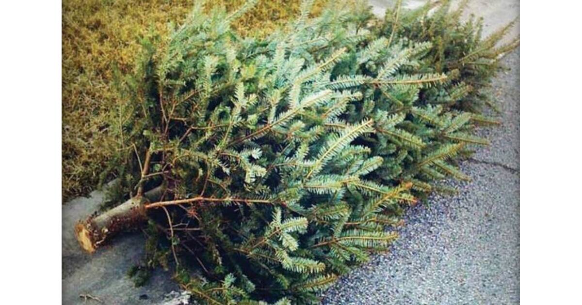 Christmas Tree Pickup the Next Two Weeks in Parkland | Parkland, FL ...