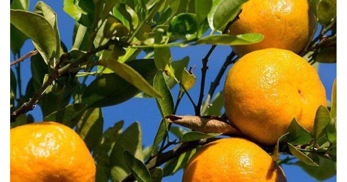 Return of Backyard Citrus in Pompano? EPA Administrator Touts New ...
