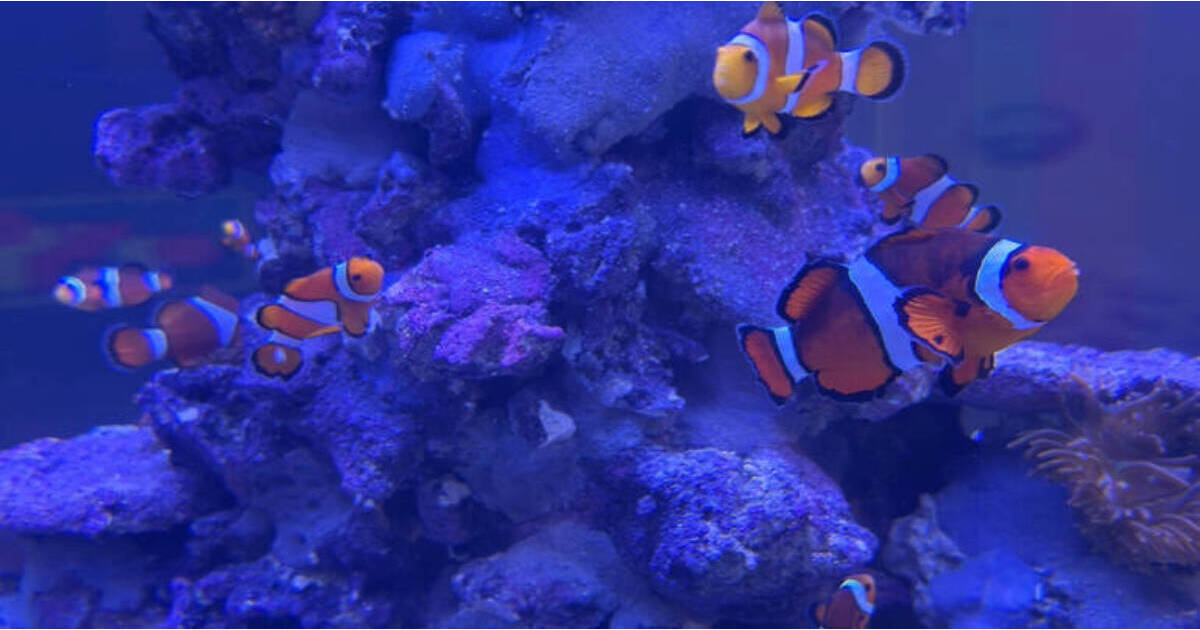 Dive Into a Sea of Color With New Permanent Exhibit at Camden's ...