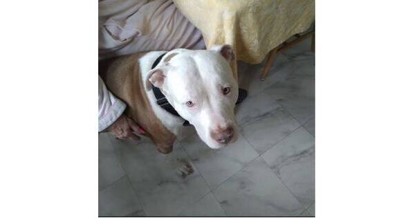 Missing Dog in Piscataway: Help Find Comet, a Pit Bull Last Seen Near ...