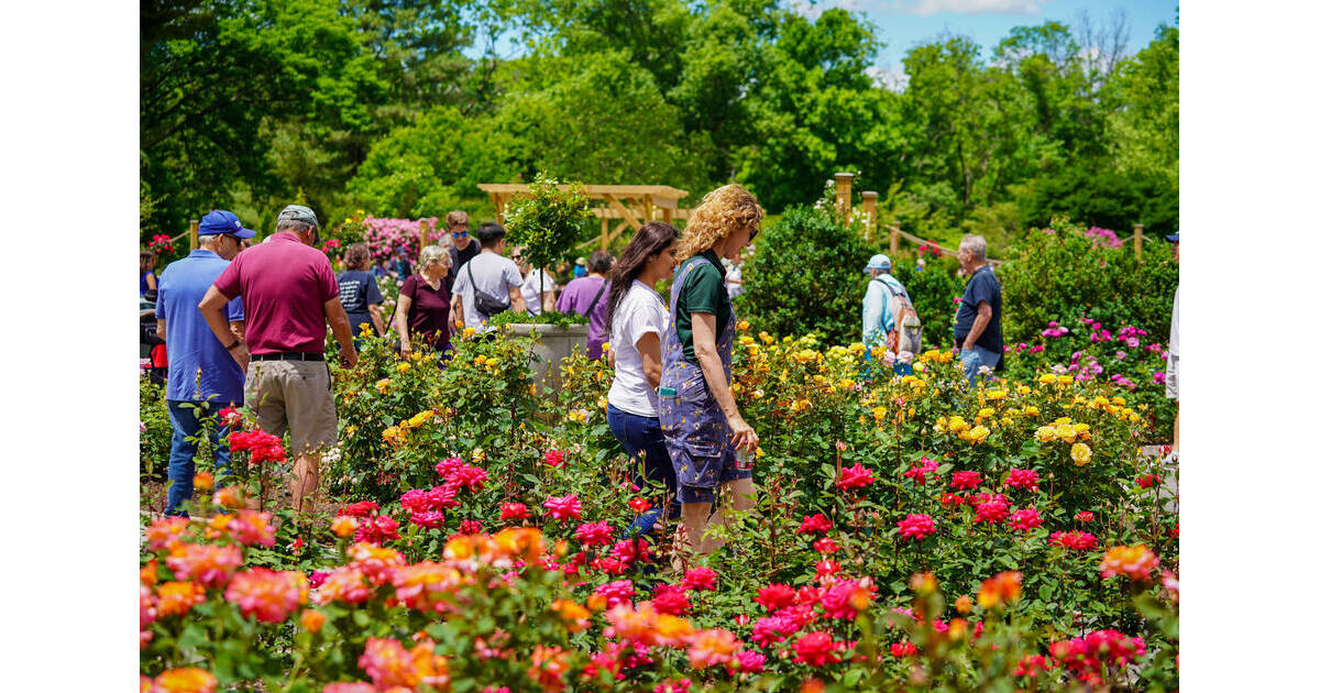 Somerset County Launches Rose Garden Season with Guided Tours and ...