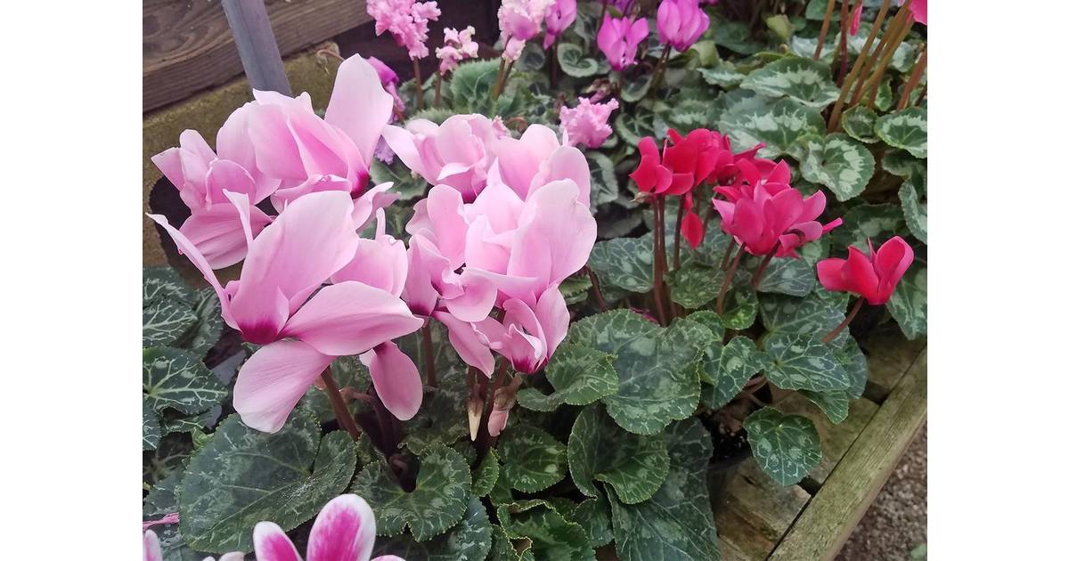 Brighten the Holidays with Colorful Plants | South Plainfield, NJ News ...