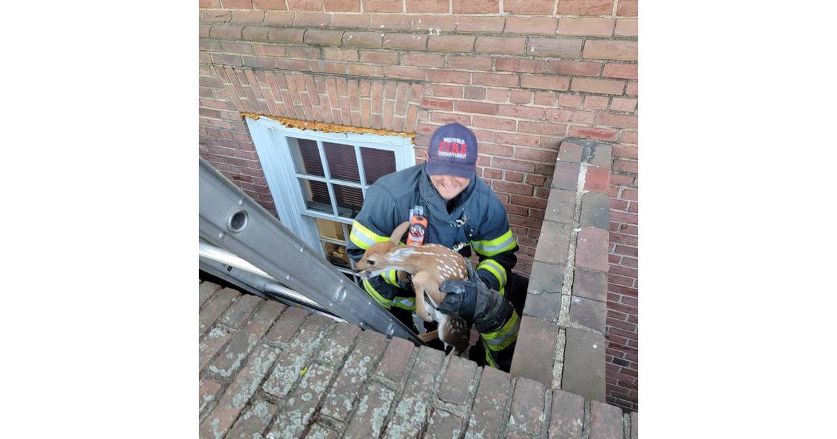 Westfield Firefighters Rescue Young Deer From Window Well | Westfield ...