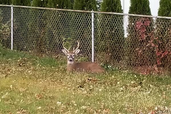 Santa's Reconnaissance Team Taking a Break on Grant Ave. in Nutley ...