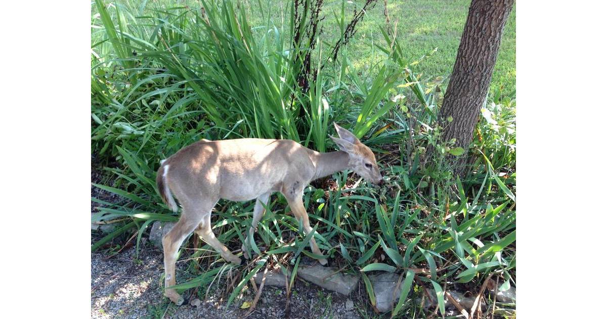 Design a Deer-Resistant Garden Without the Fence | South Plainfield, NJ ...