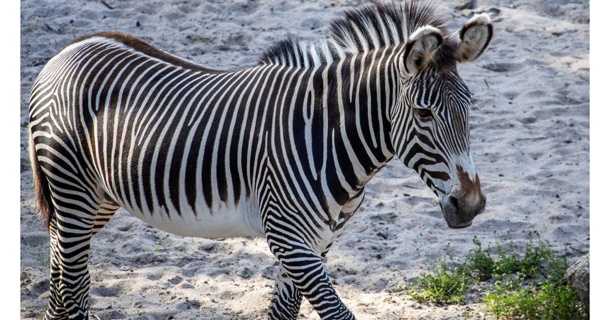 Meet Diesel: Endangered Grévy’s Zebra Arrives at Melbourne Zoo ...