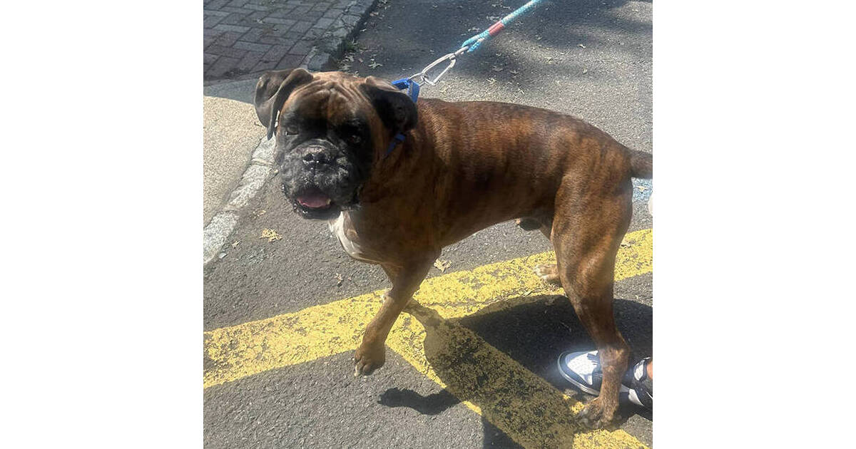 Dog Day Afternoon: Scenes from 'Fan Woof Day' in Fanwood | Scotch ...