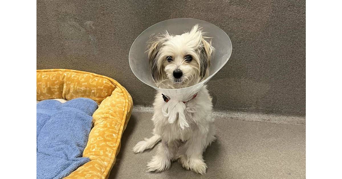 Dog Found in Westfield Tuesday | Westfield, NJ News TAPinto | TAPinto